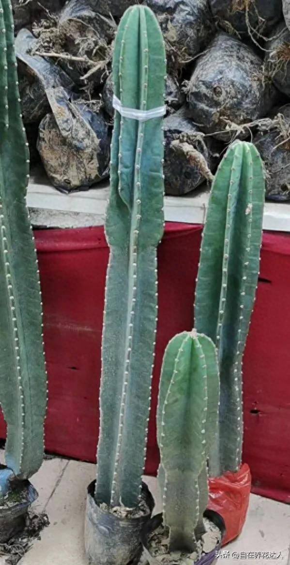 Breeding methods and precautions for measuring the sky ruler - iNEWS